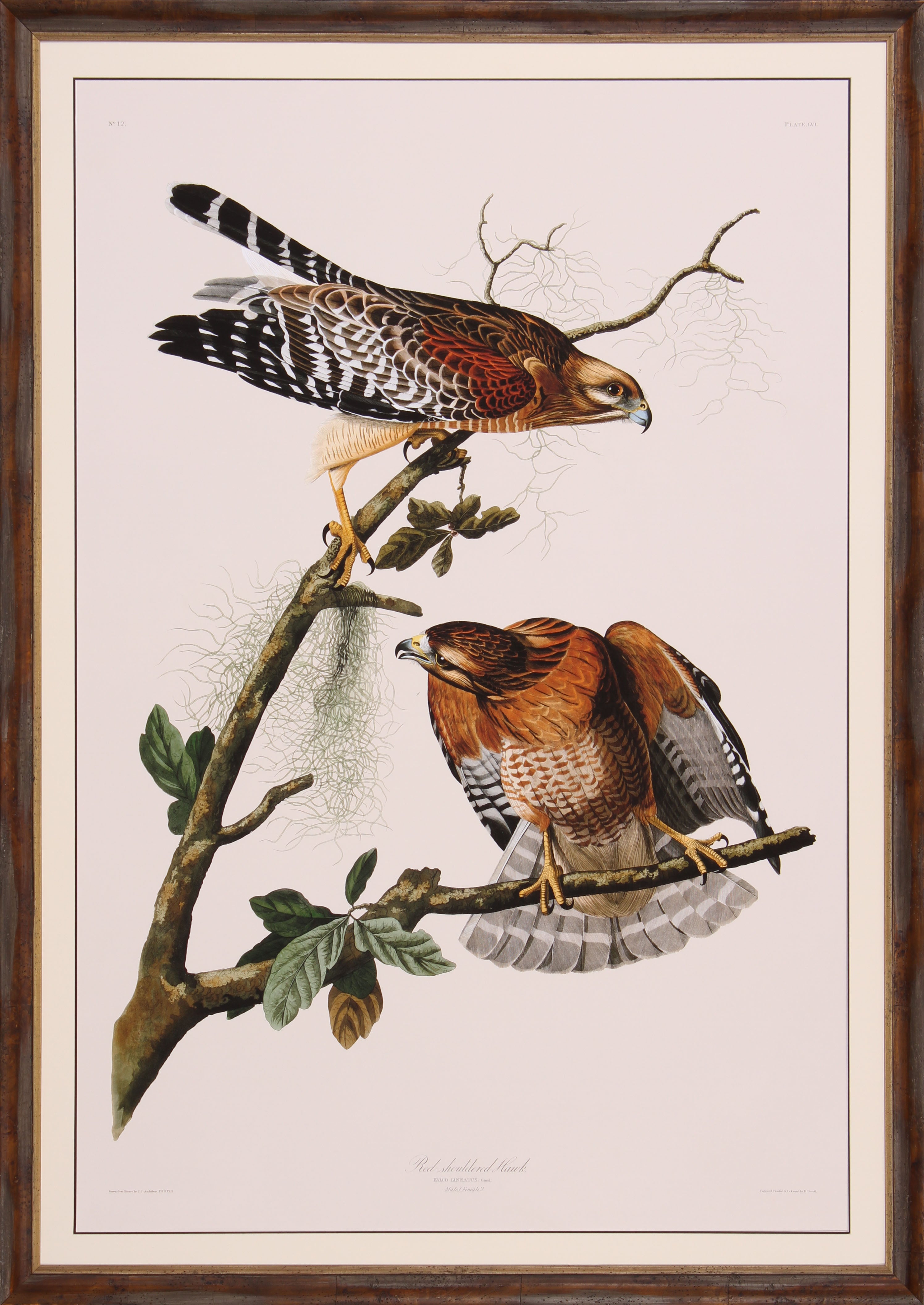 RED SHOULDERED HAWK – Shadow Catchers Art