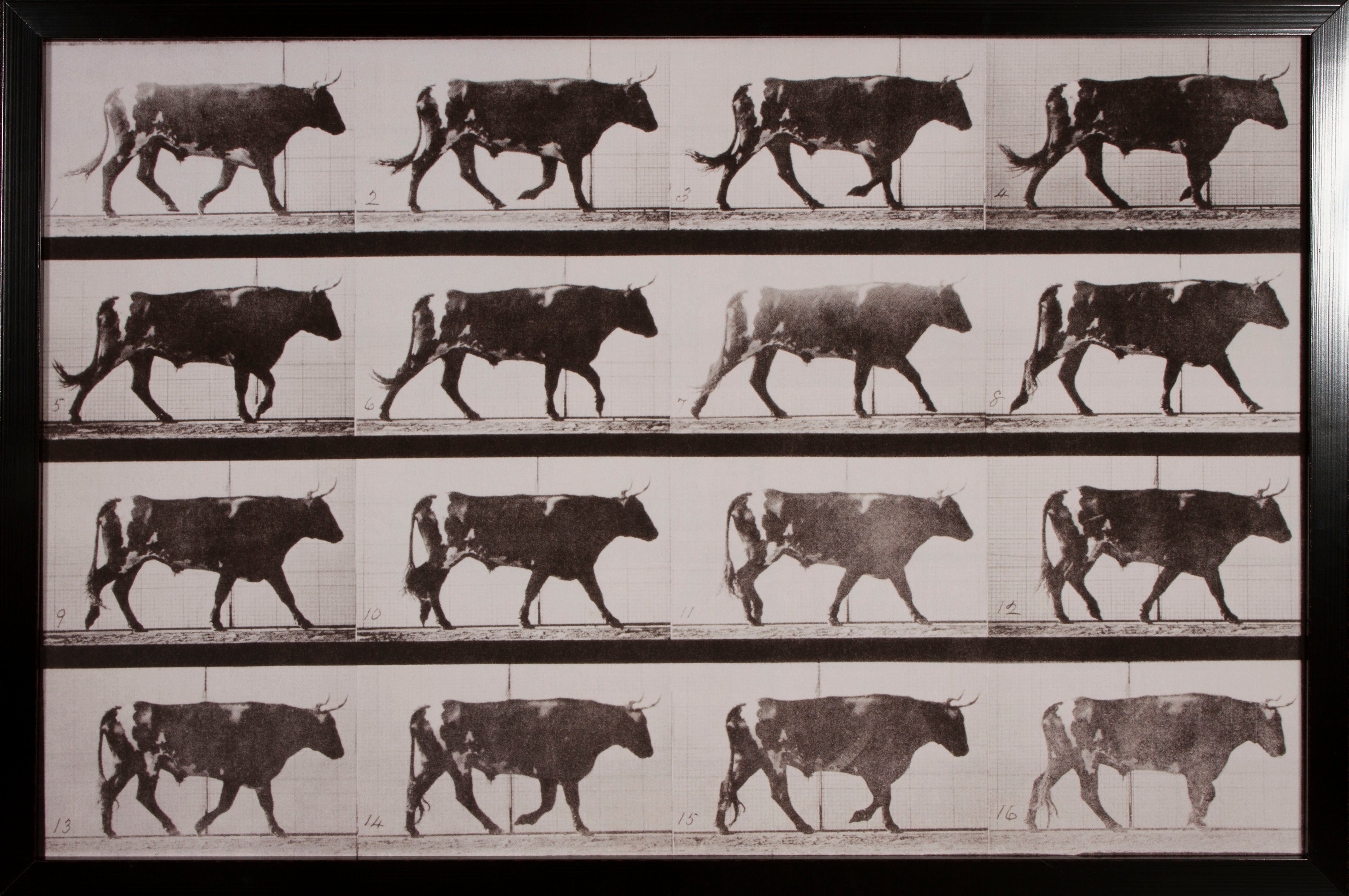 OX WALKING – Shadow Catchers Art